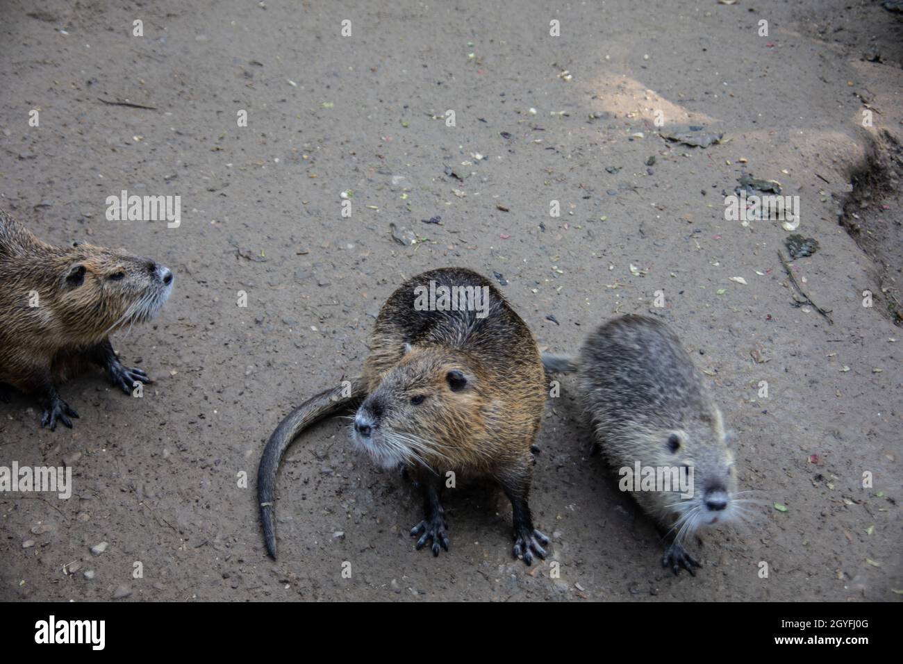 Nutria clean themselves and swim in the pond Stock Photo - Alamy
