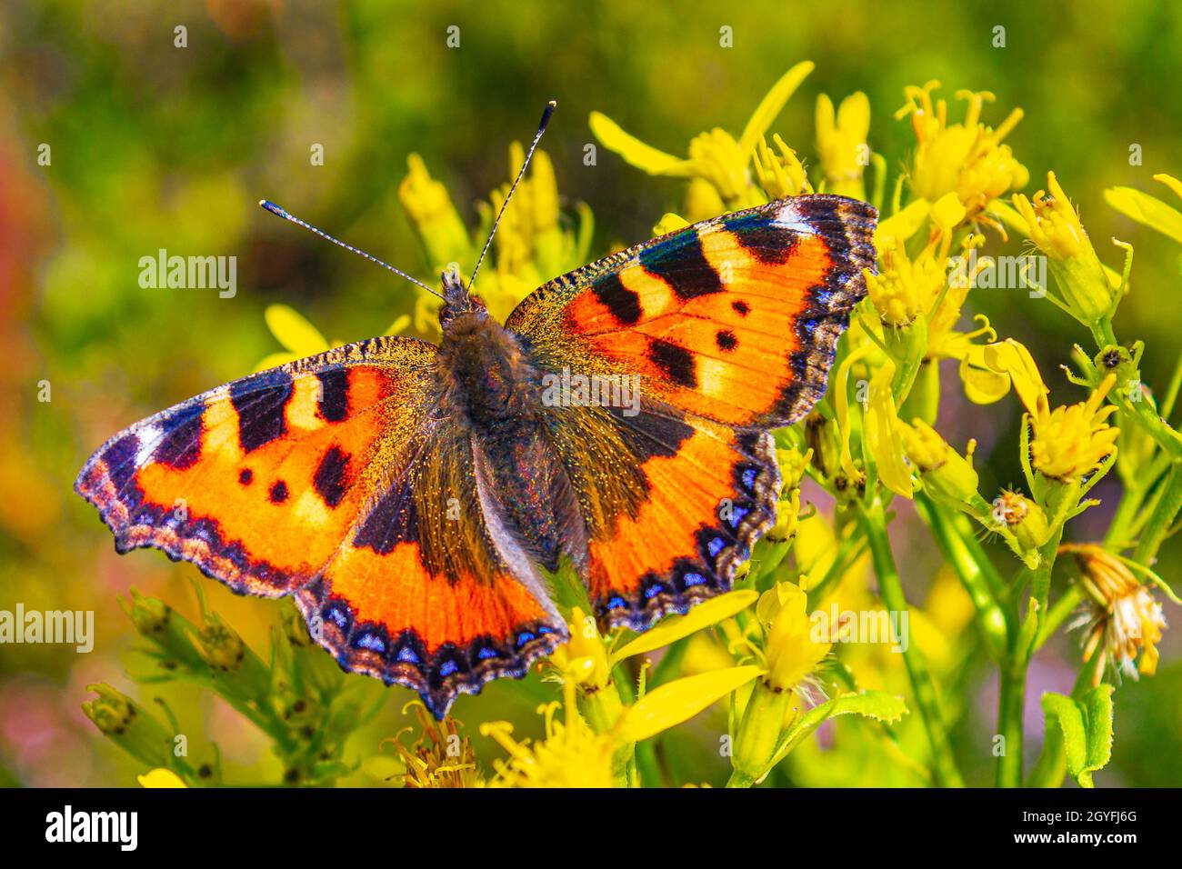 Orange butterfly Small Fox Tortoiseshell Aglais urticae on yellow ...