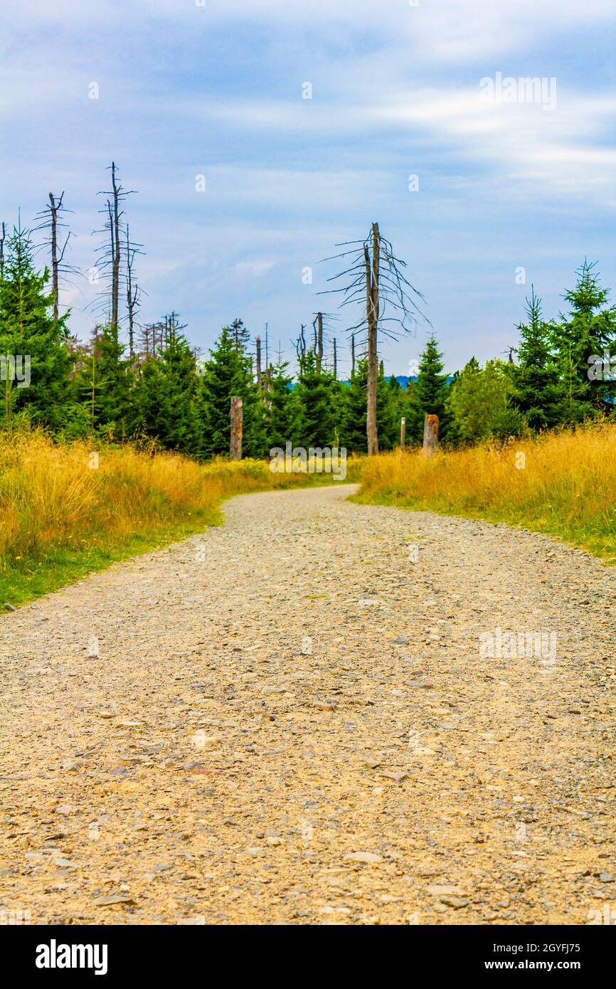 Dead trees in the harz mountains hi-res stock photography and images ...