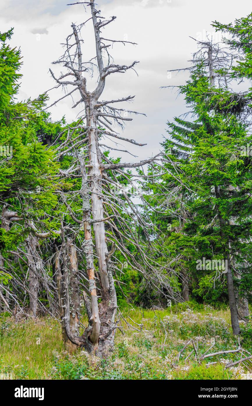 Forest with dead fir trees and landscape panorama at Brocken mountain ...