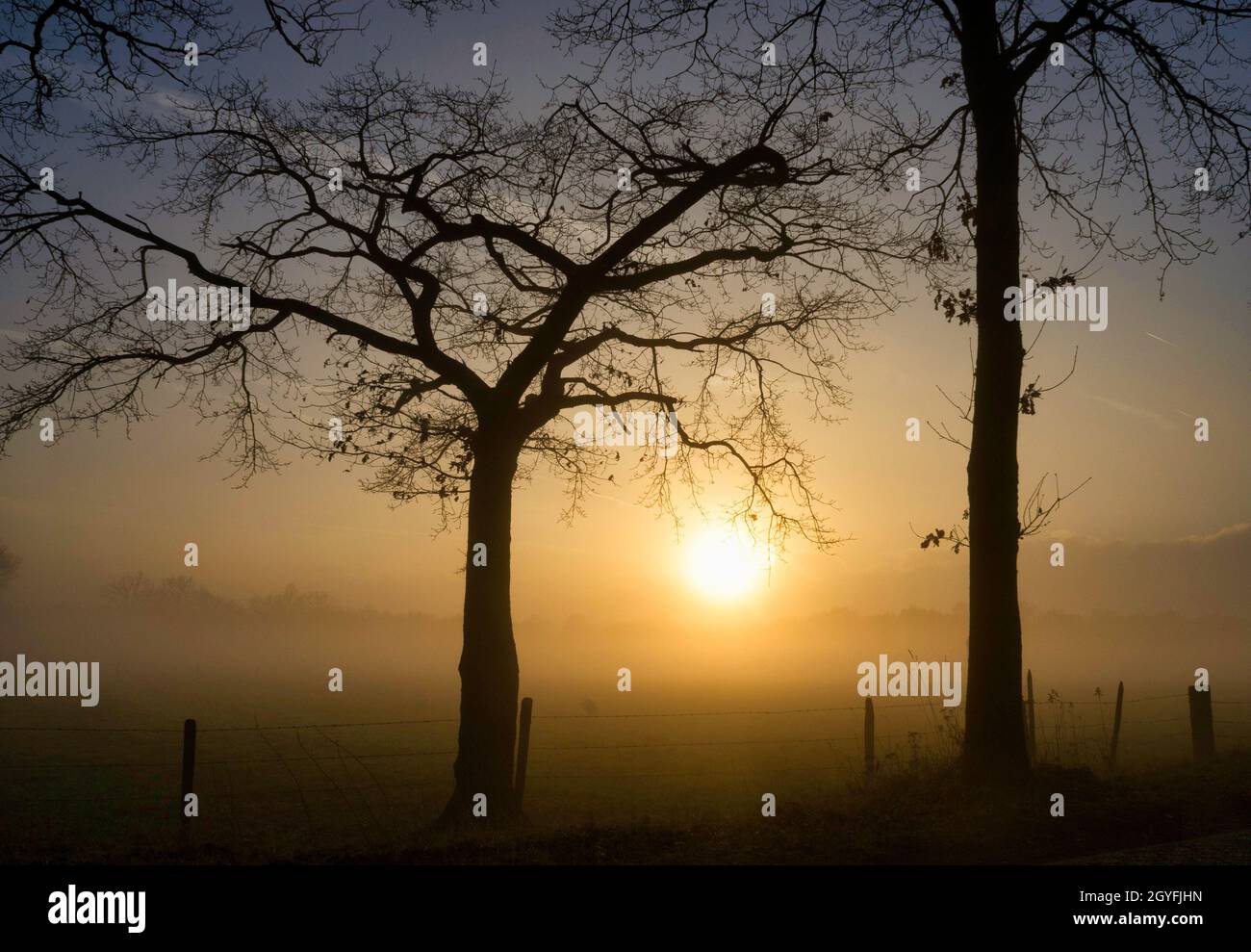 Misty sunset seen through some trees near the Dutch village Heeten ...