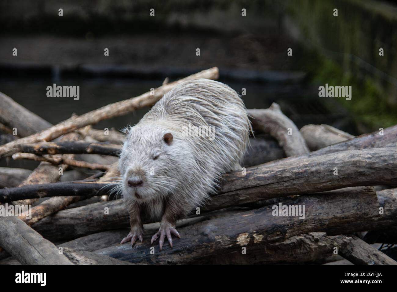 Nutria clean themselves and swim in the pond Stock Photo - Alamy