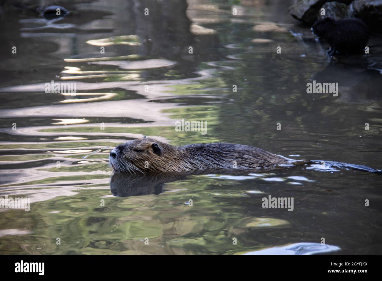 Nutria clean themselves and swim in the pond Stock Photo - Alamy