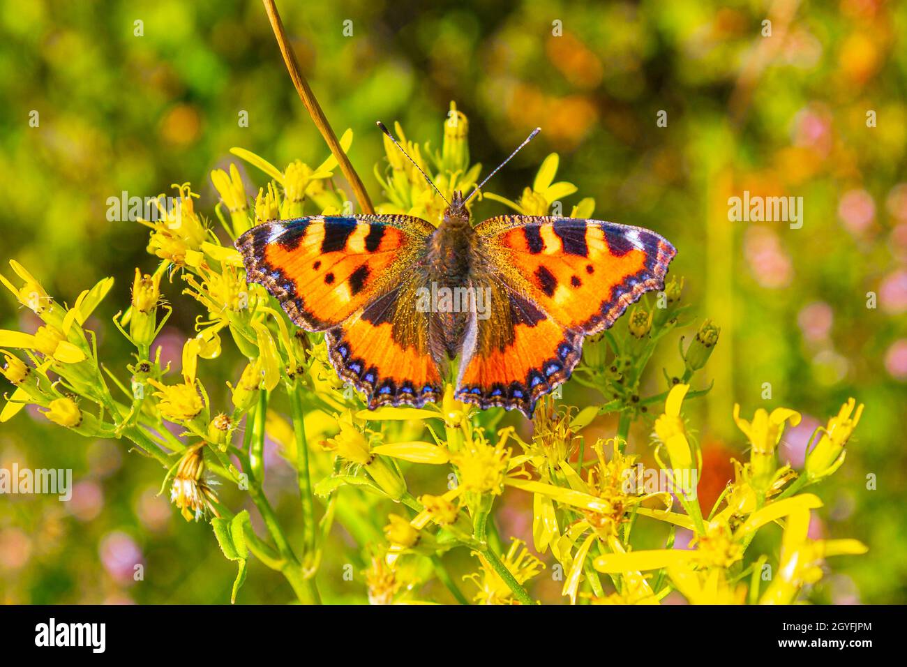Orange butterfly Small Fox Tortoiseshell Aglais urticae on yellow ...