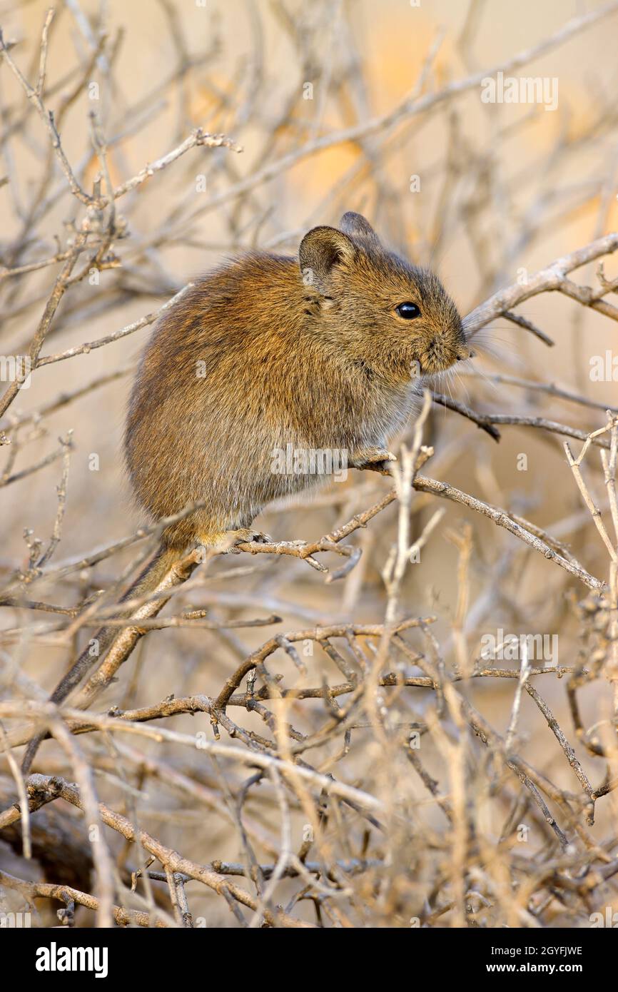 Bush rat hi-res stock photography and images - Alamy
