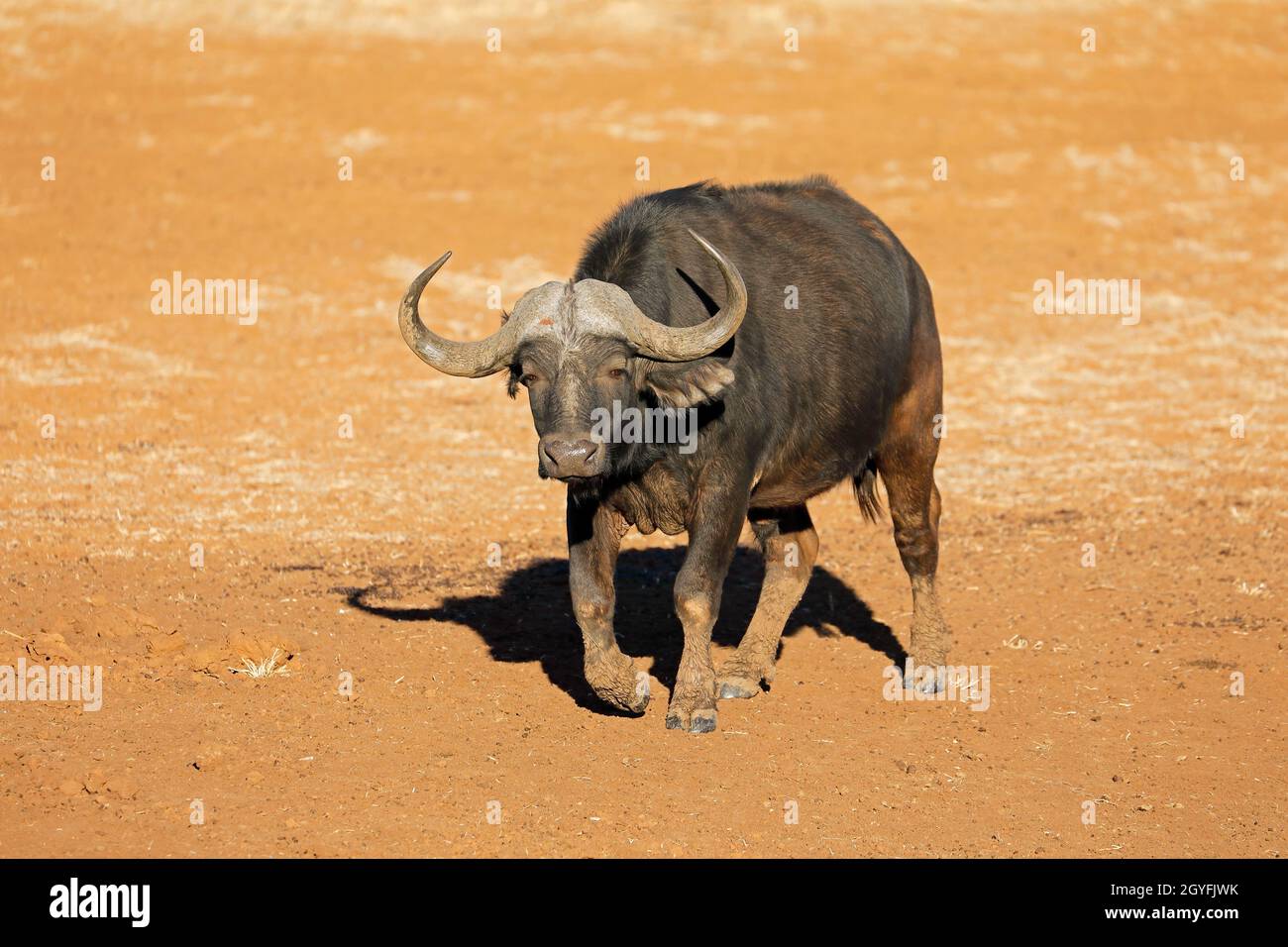 An African buffalo bull (Syncerus caffer) in natural habitat, Mokala ...