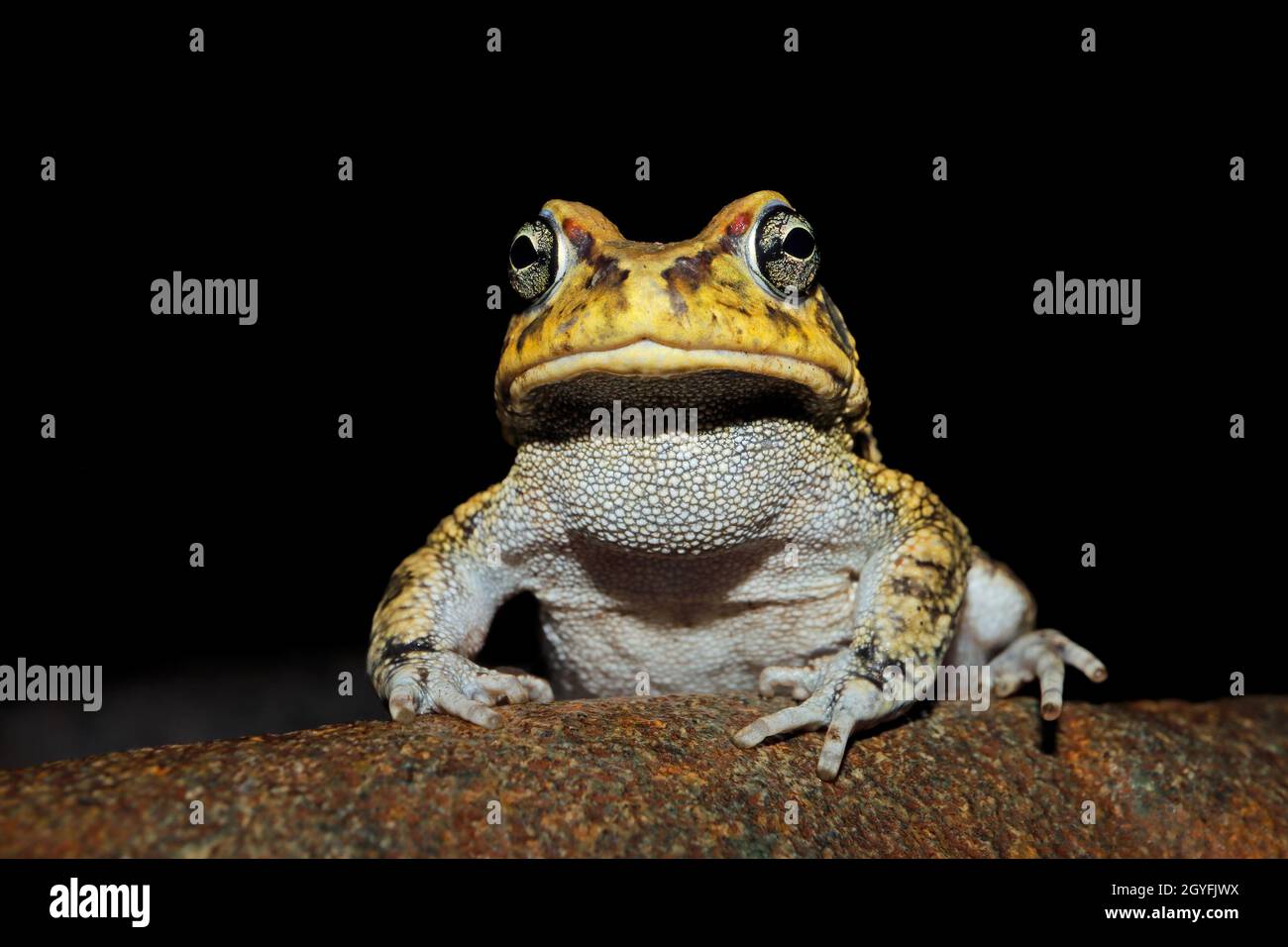 Close-up of an olive toad (Amietophrynus garmani), South Africa Stock ...