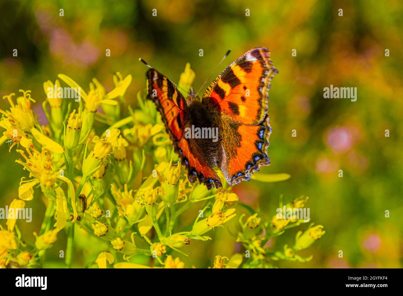 Orange butterfly Small Fox Tortoiseshell Aglais urticae on yellow ...