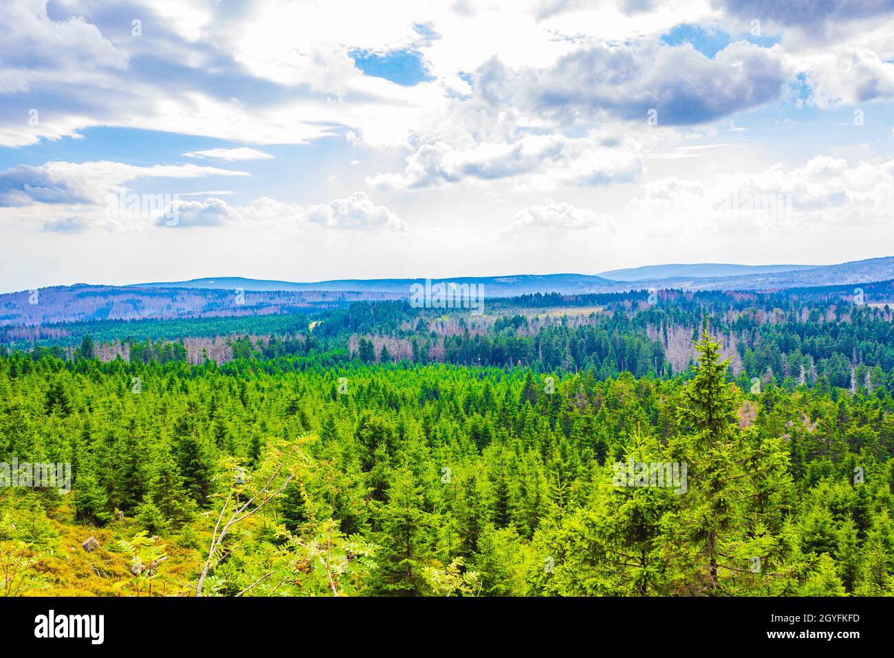Forest with dead fir trees and landscape panorama at Brocken mountain ...