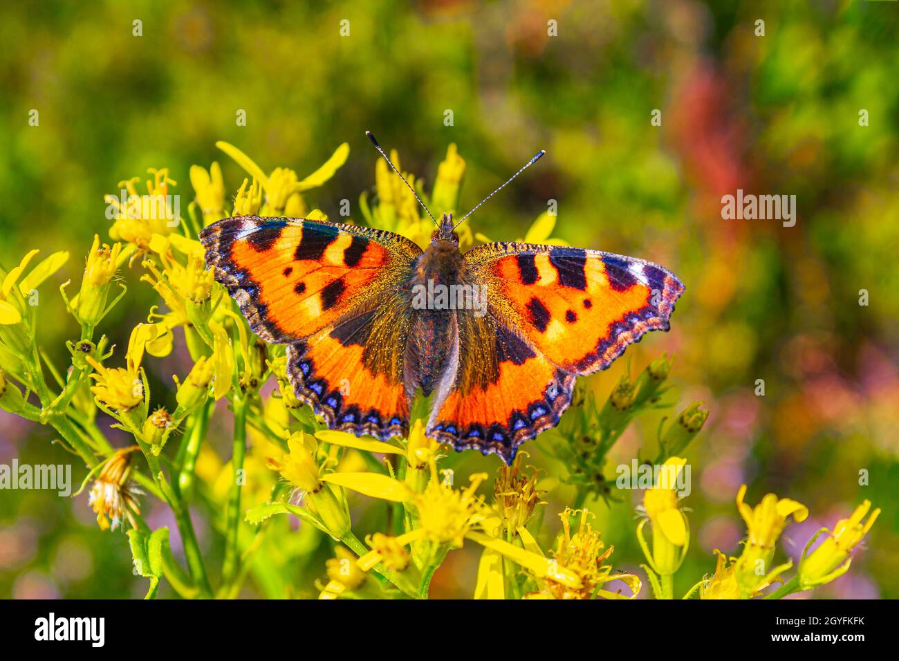 Orange butterfly Small Fox Tortoiseshell Aglais urticae on yellow ...