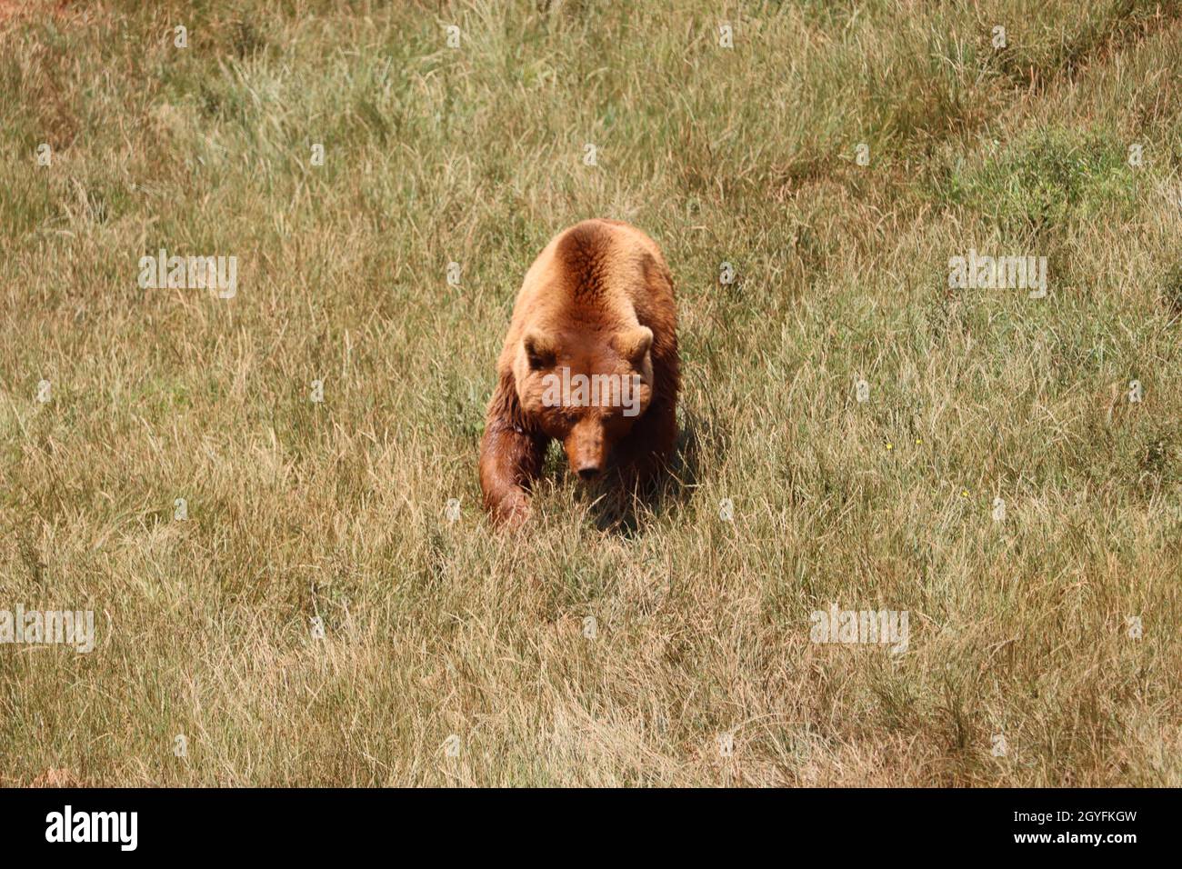 beautiful big wild brown bear dangerous Spanish claws Stock Photo - Alamy