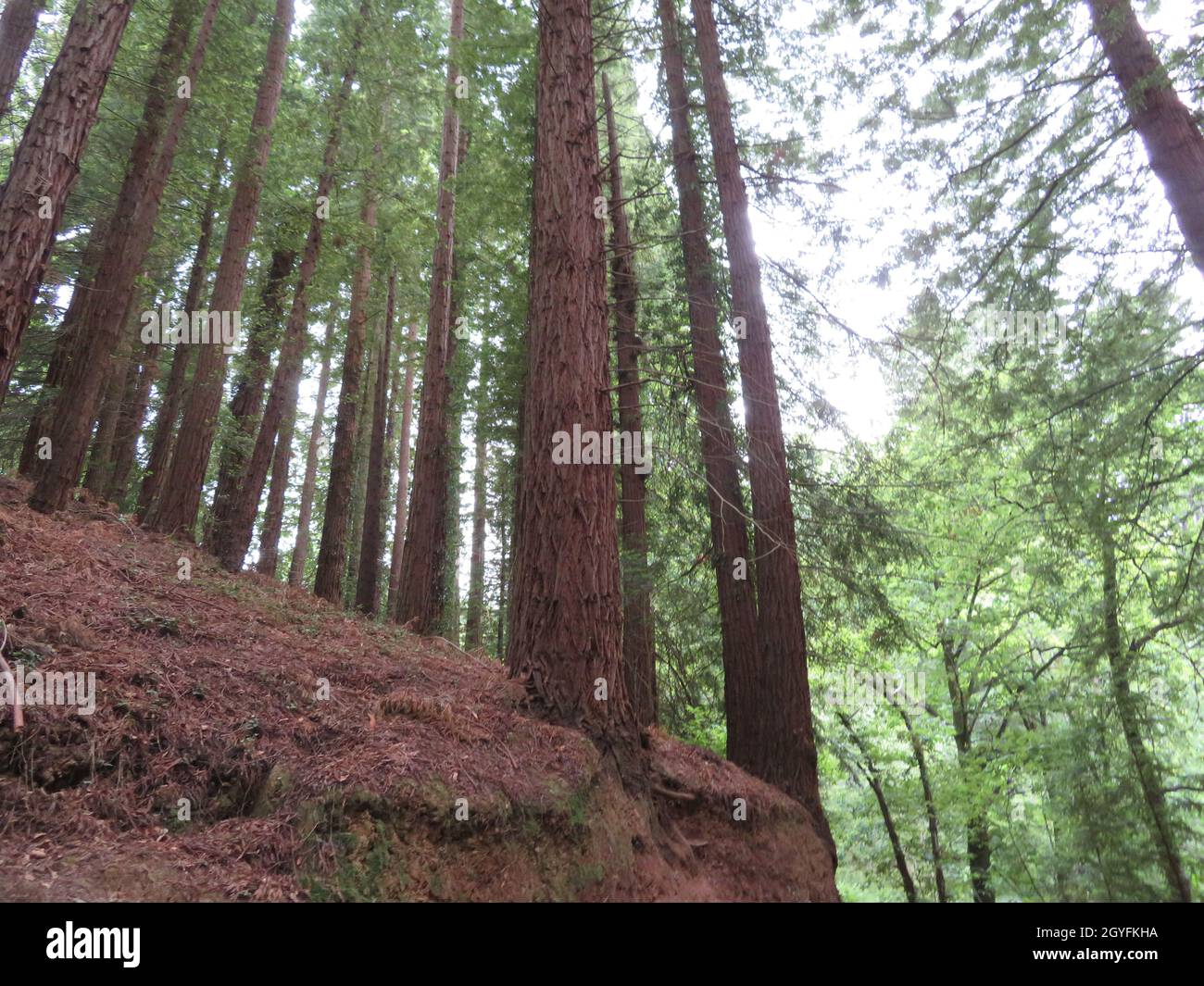 beautiful redwood forest giant trees huge fat tall wood Stock Photo - Alamy