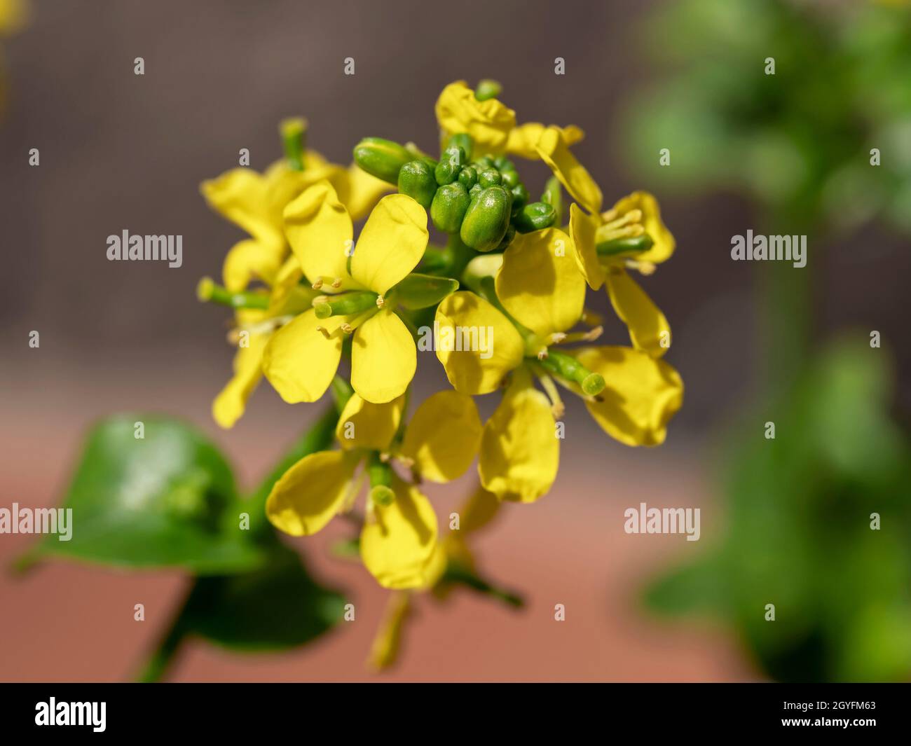 Yellow flowers and buds on an oriental brassica choy sum plant which ...