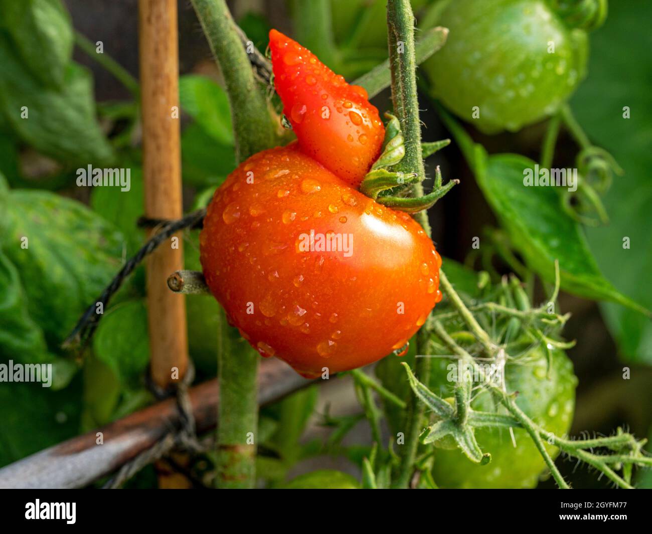 Unusual tomato shaped like a duck ripening on a tomato plant in a ...