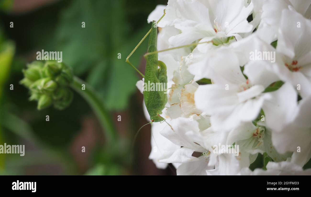 grasshopper (scientific name Orthoptera Caelifera) of animal class ...