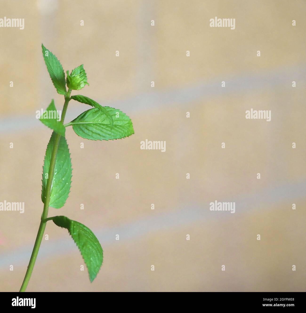 peppermint (scientific name Mentha x piperita) plant Stock Photo - Alamy