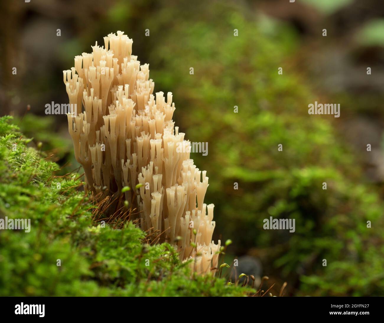 Rare mushrooms growing on a mossy tree. Ramaria pulcherrima. Red book ...