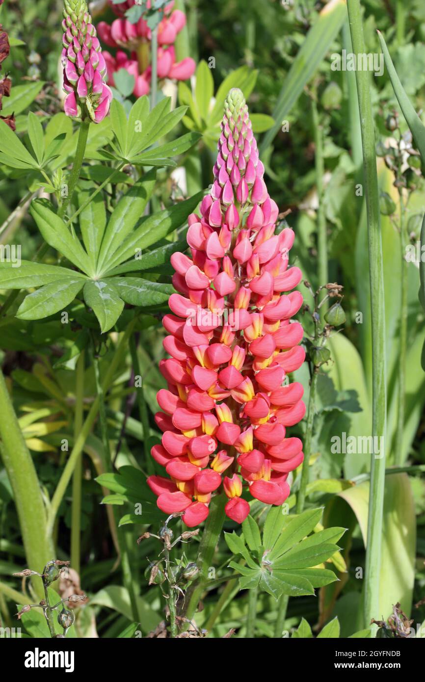 Red lupin, Lupinus species of unknown variety, flower spike in close up ...