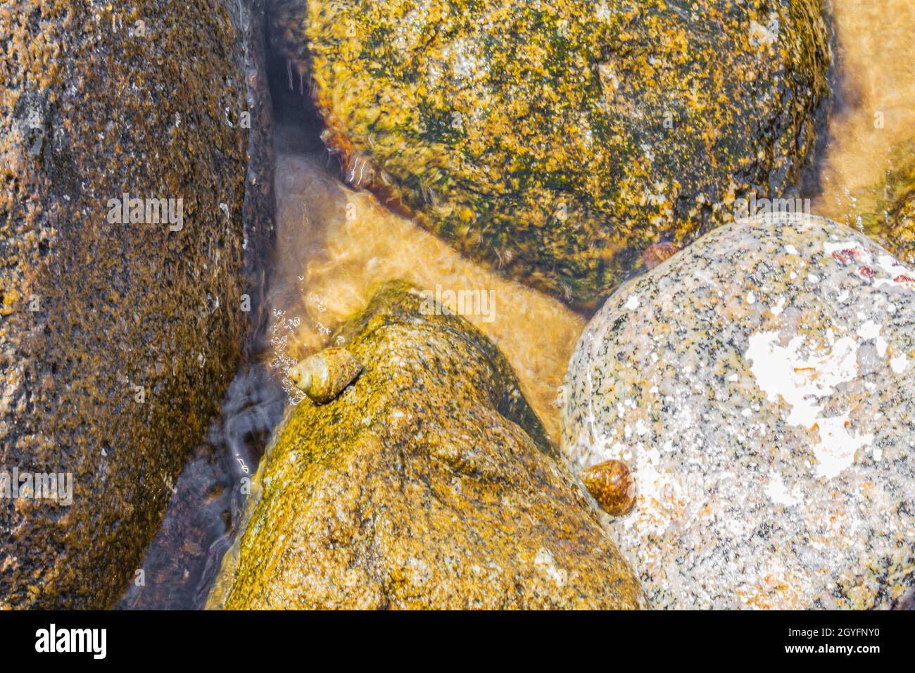 Sea snails on rocks and boulders in beach water coastal landscapes on ...