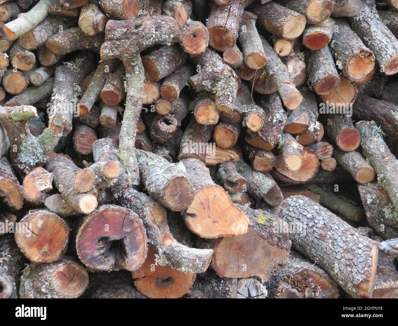 oak wood logs firewood natural heat trees Stock Photo - Alamy