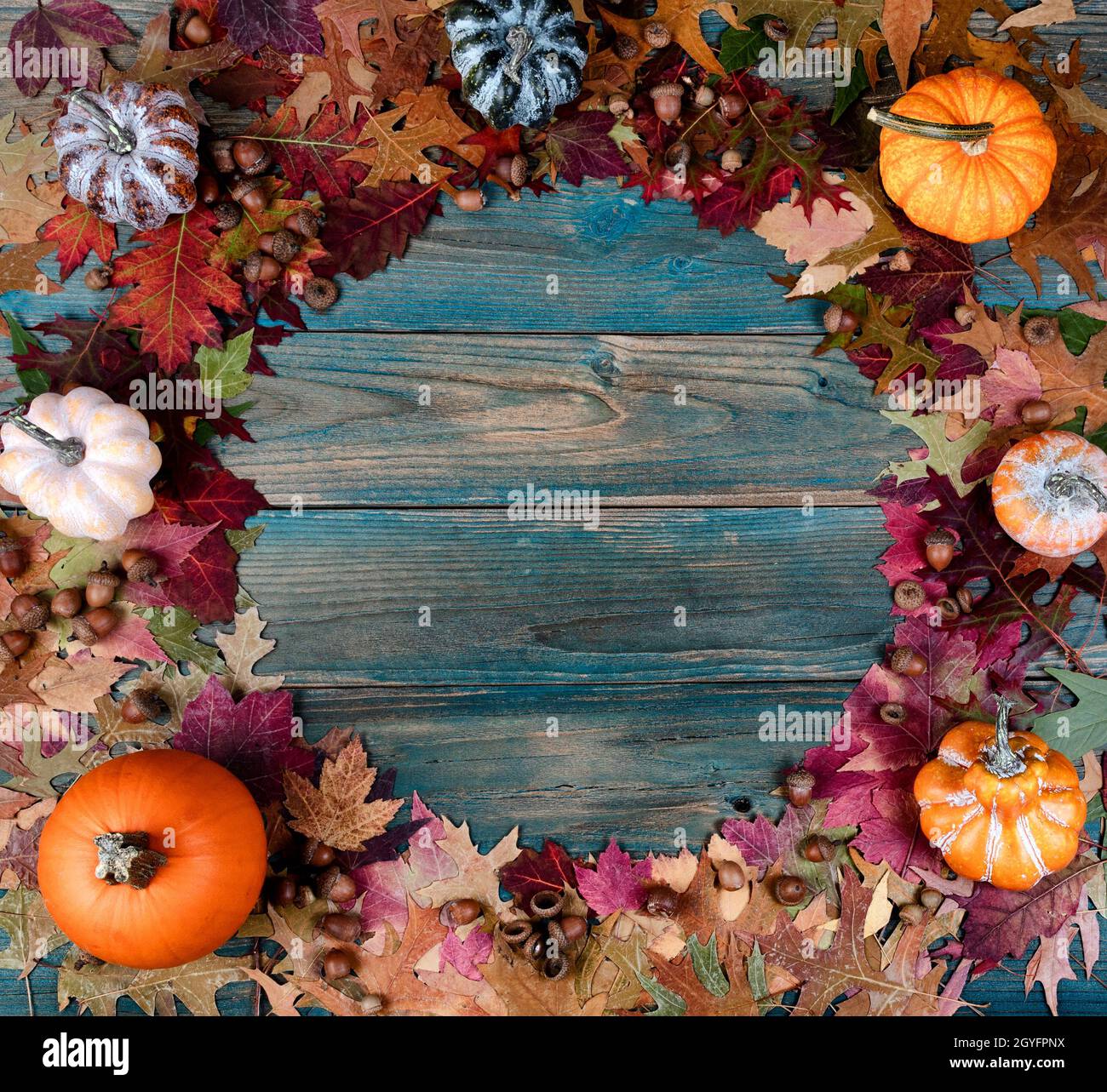 Real pumpkins hi-res stock photography and images - Alamy