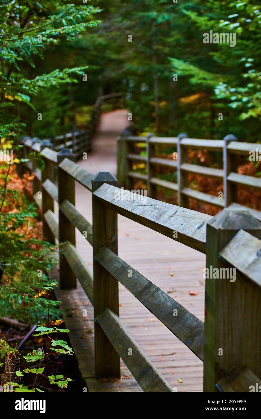 Wooden walking path fades into a green forest Stock Photo - Alamy