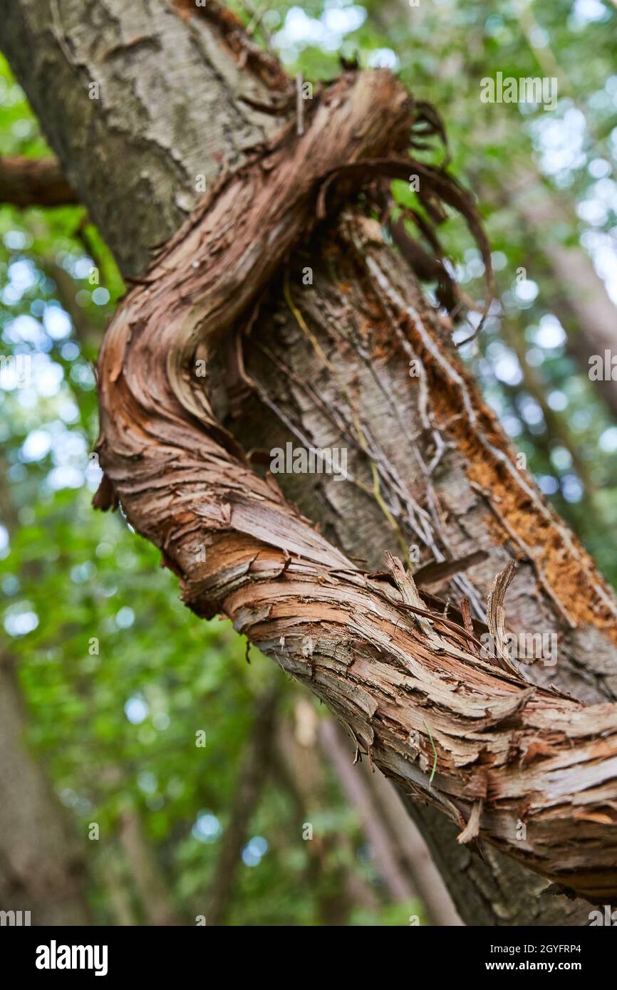 Thick vine wrapping around a tree in a forest Stock Photo - Alamy