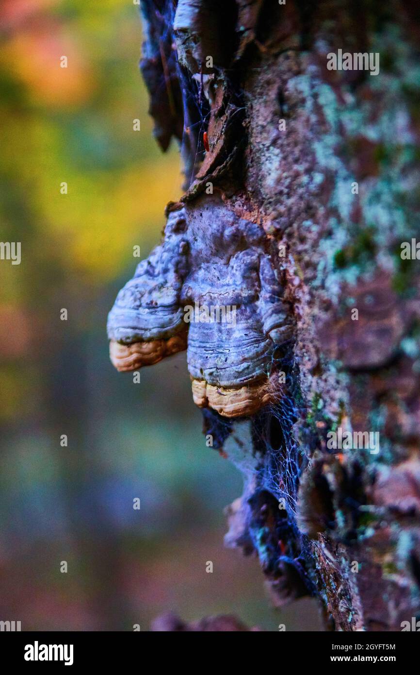 Shelf fungus up close on tree bark Stock Photo - Alamy