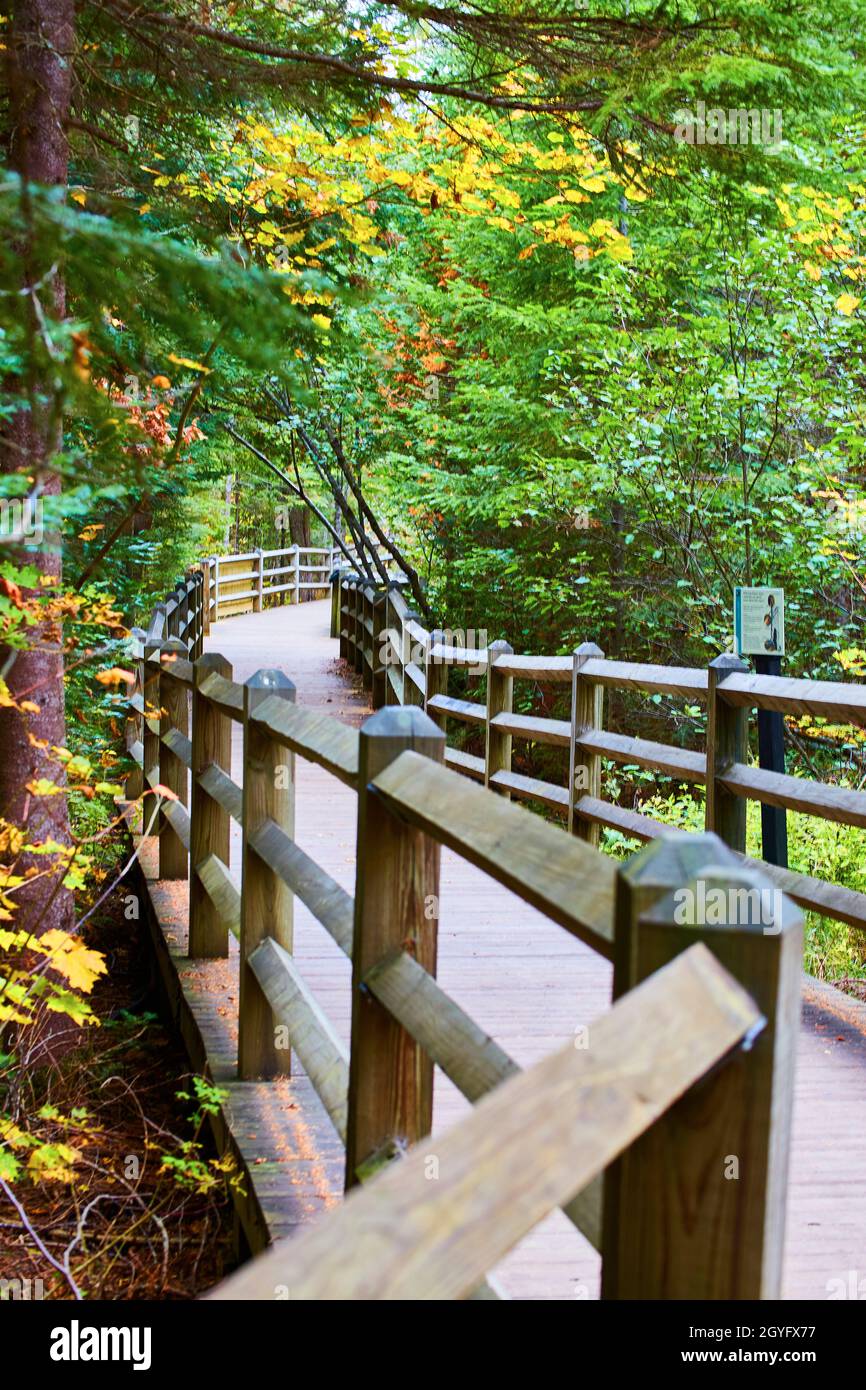 Wooden walking path with trail guide and trees leaning over the trail ...