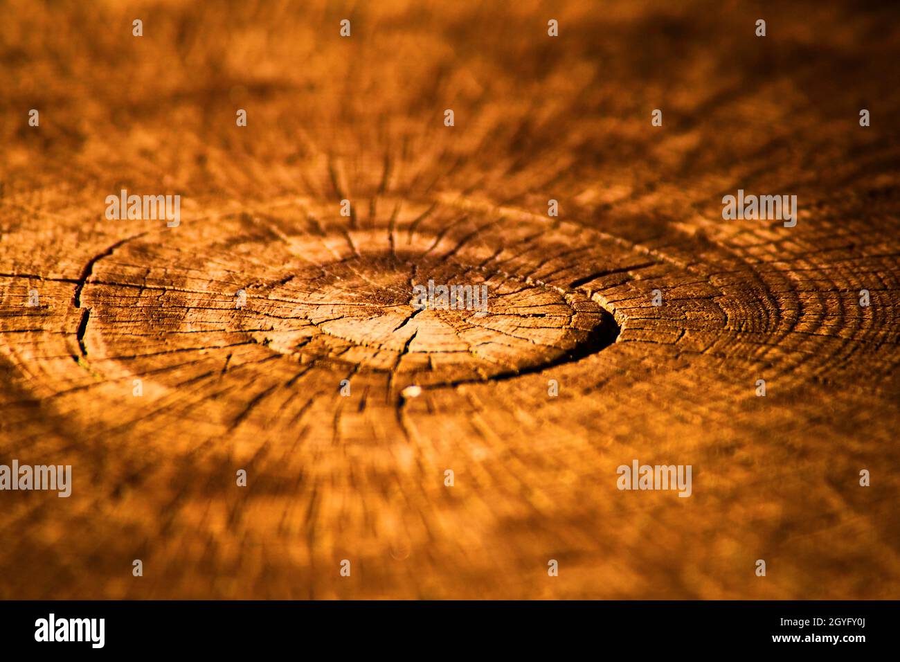 Tree stump with rings of age Stock Photo - Alamy