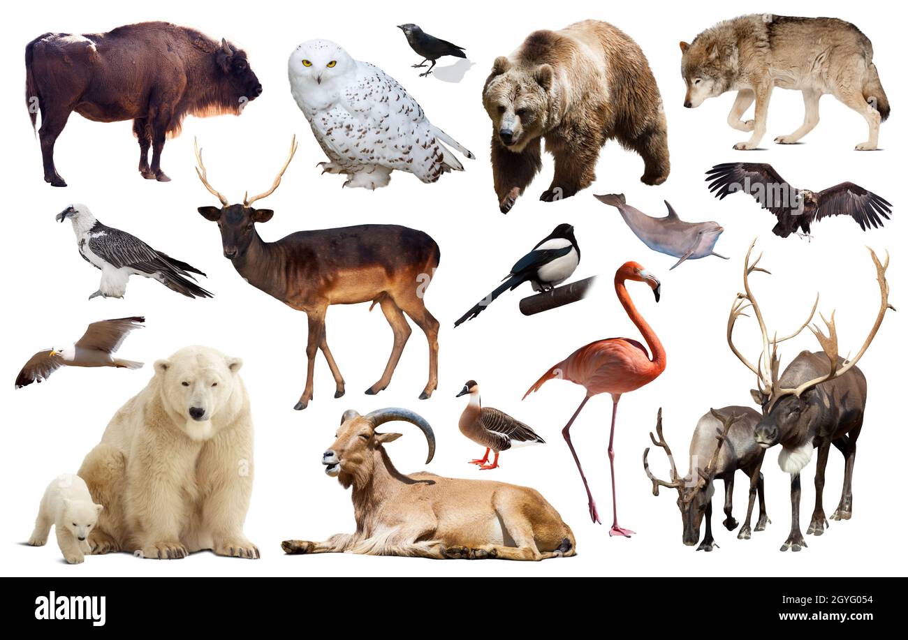 Set of bear and other european animals. Isolated on white background ...