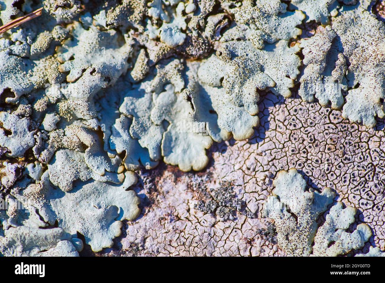 Dull gray green leaves hi-res stock photography and images - Alamy