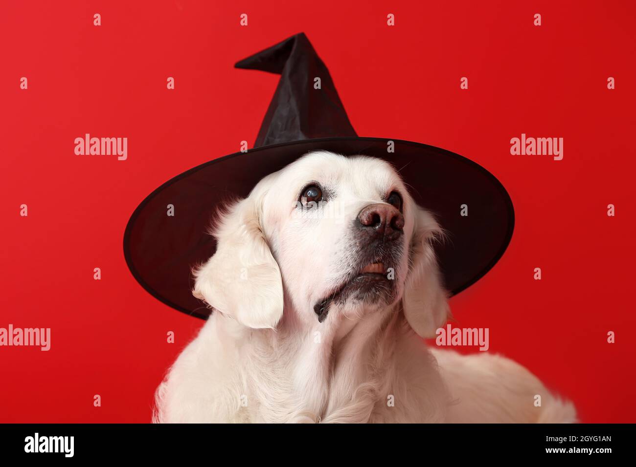 Cute labrador dog with Halloween decor on color background Stock Photo ...
