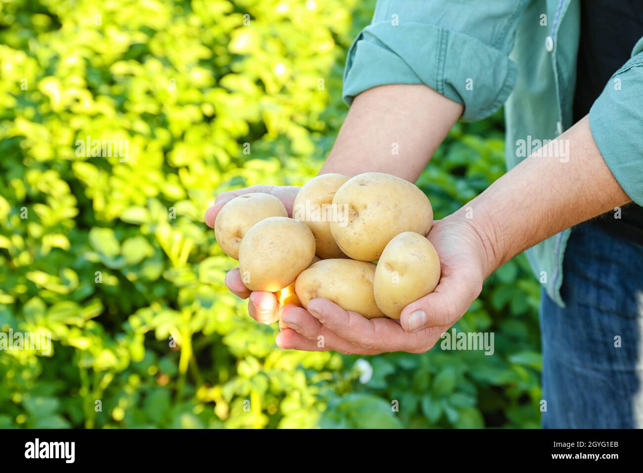 Young man in potato field hi-res stock photography and images - Alamy