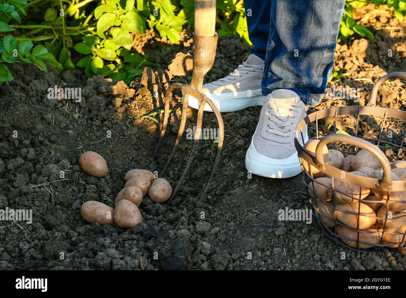 Young man in potato field hi-res stock photography and images - Alamy