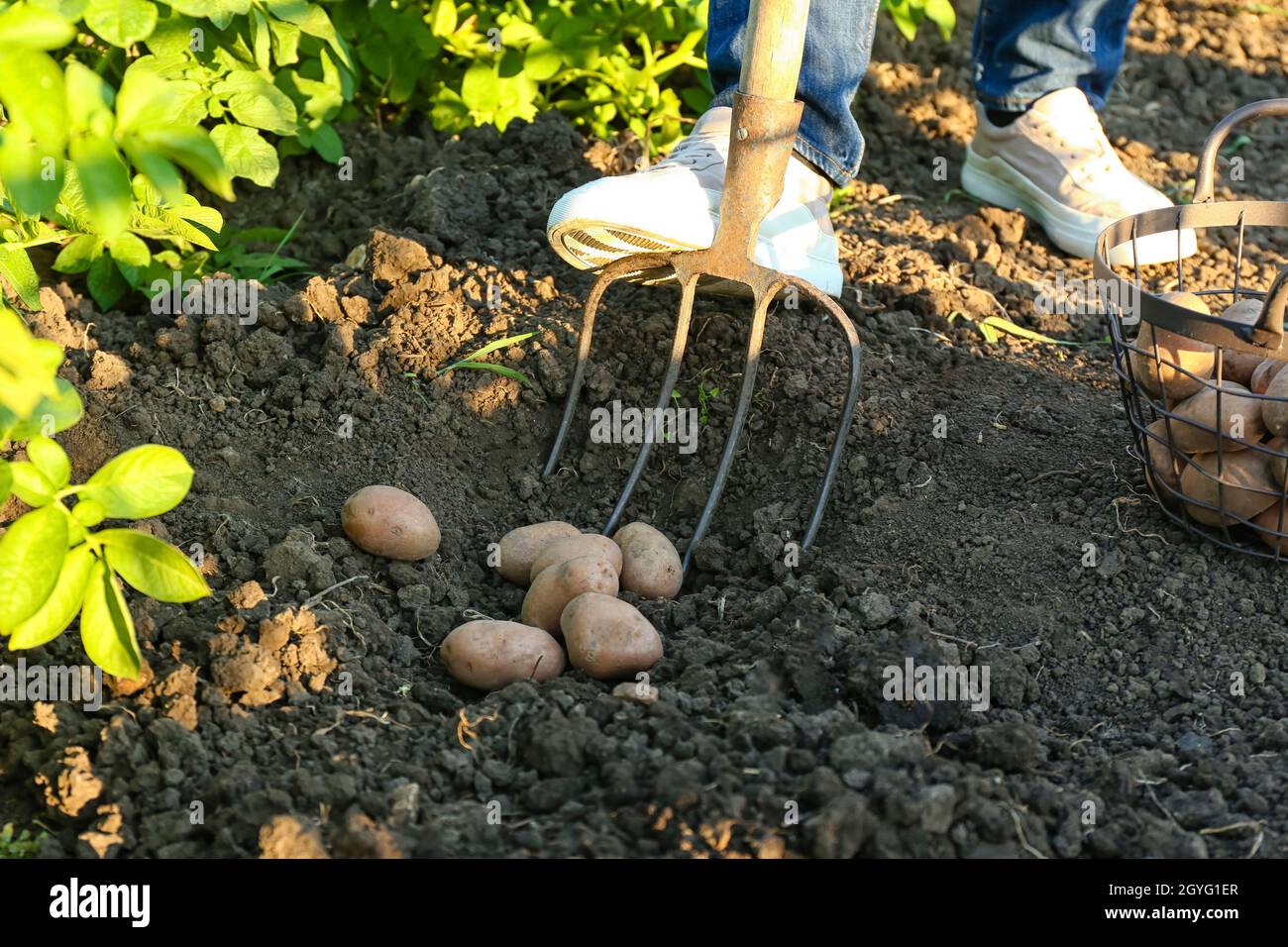 Young man in potato field hi-res stock photography and images - Alamy