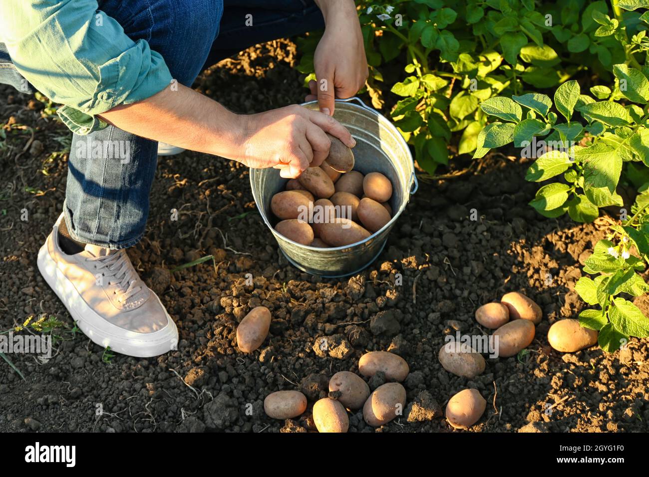 Young man in potato field hi-res stock photography and images - Alamy