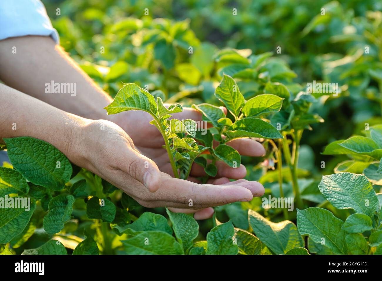 Young bushes potatoes hi-res stock photography and images - Alamy