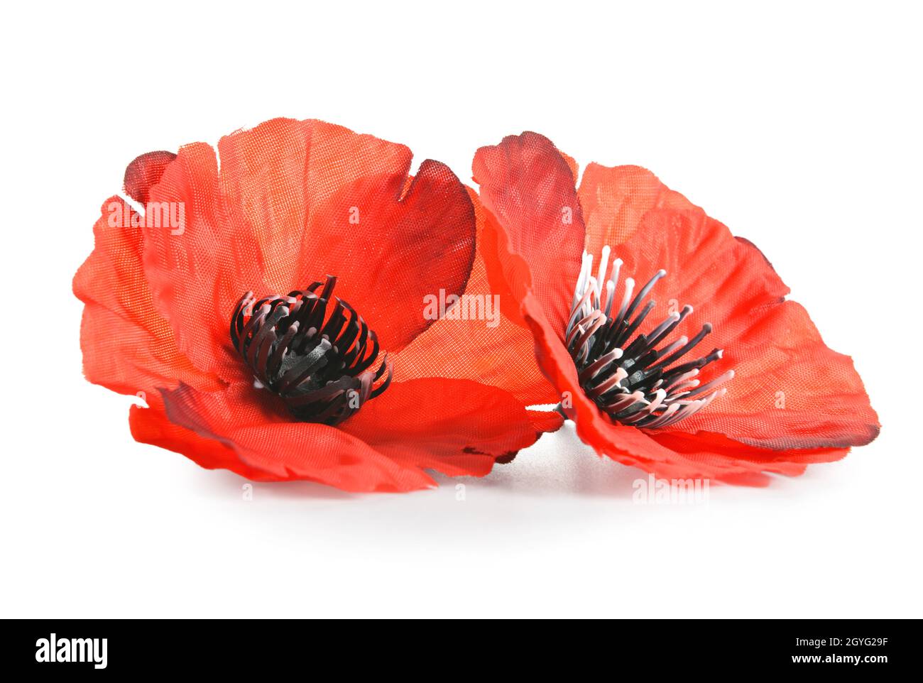 Remembrance Day in Canada. Red poppy flowers on white background Stock ...