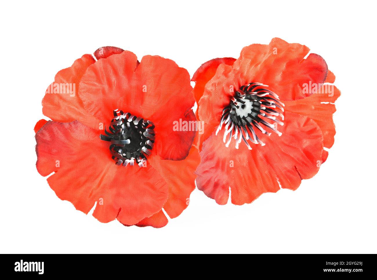 Remembrance Day in Canada. Red poppy flowers on white background Stock ...