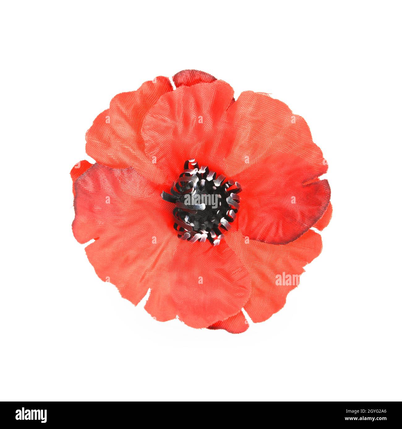 Remembrance Day in Canada. Red poppy flower on white background Stock ...