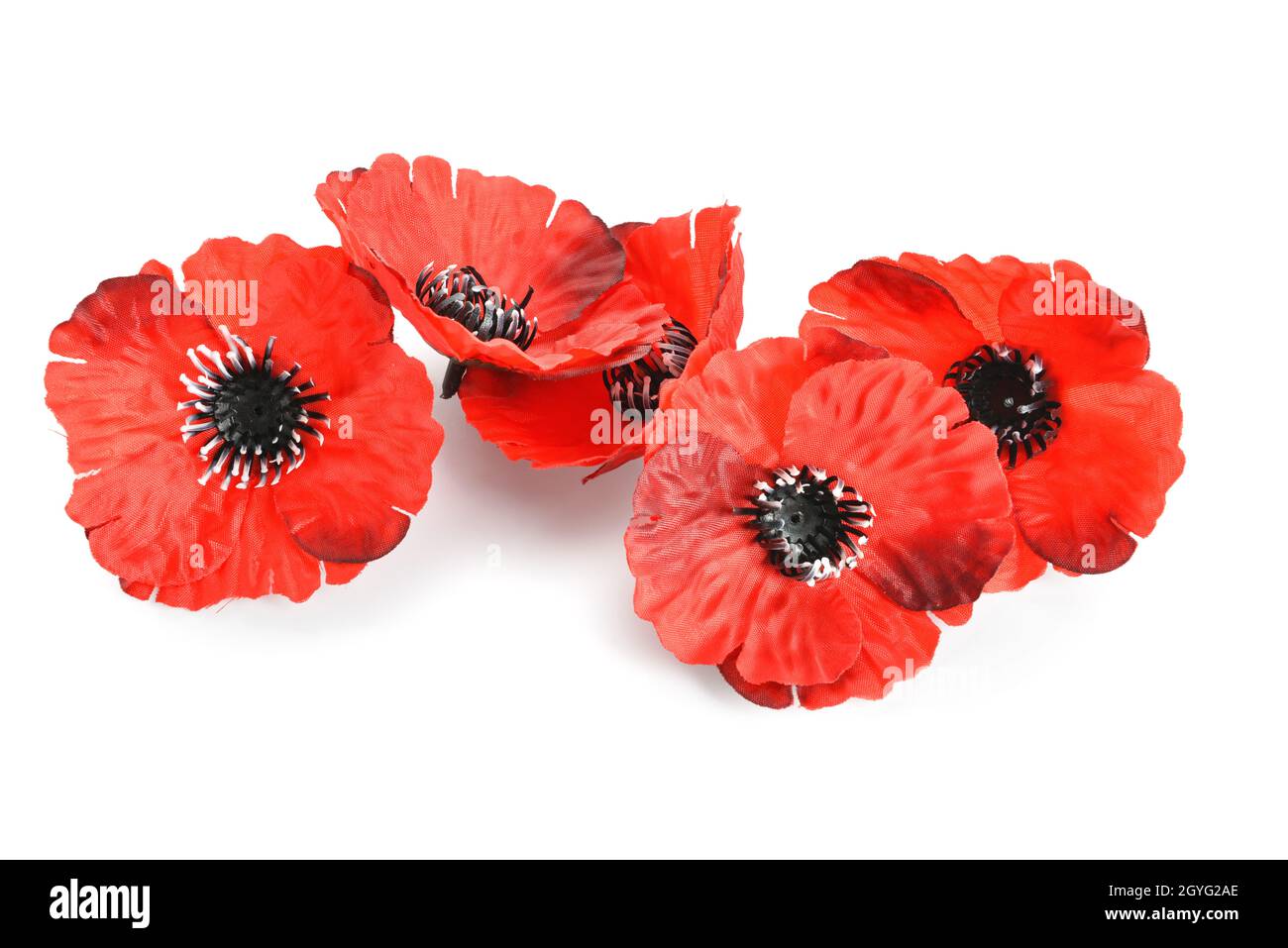 Remembrance Day in Canada. Red poppy flowers on white background Stock ...