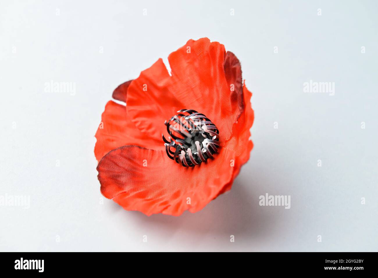 Remembrance Day in Canada. Red poppy flower on grey background Stock ...