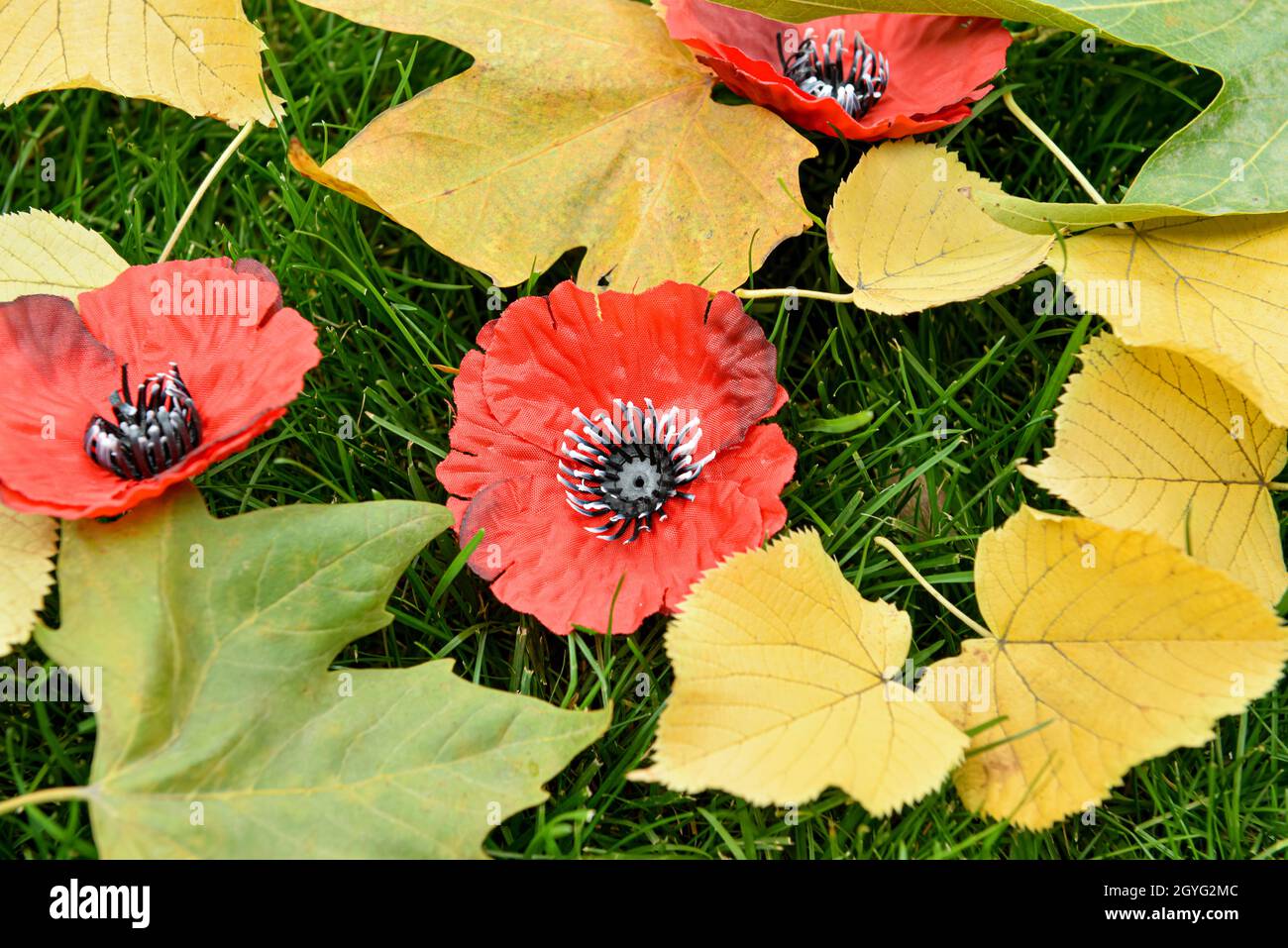 Fall leaves and remembrance day hi-res stock photography and images - Alamy