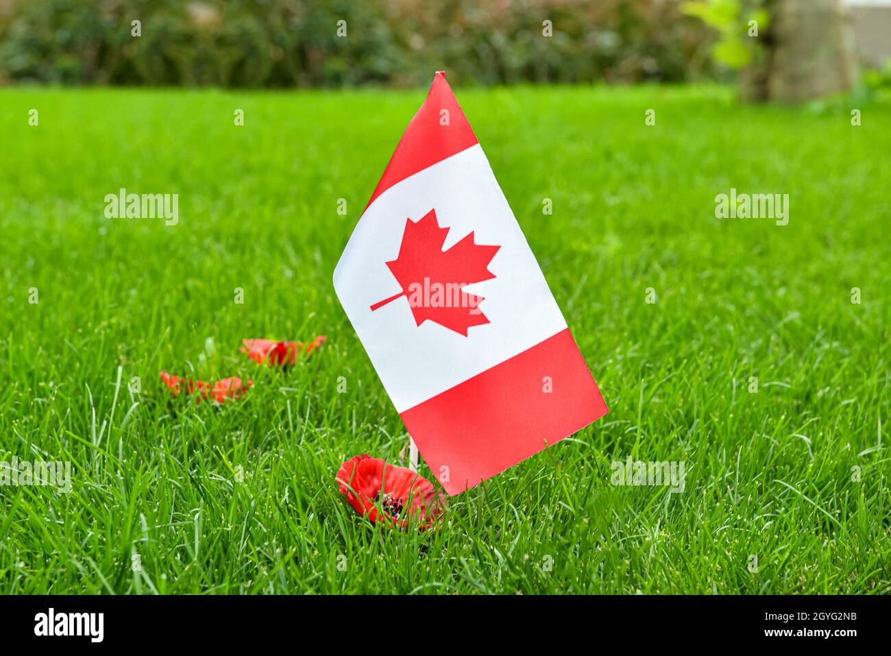 Poppy flower with flag of Canada on green grass. Remembrance Day Stock ...