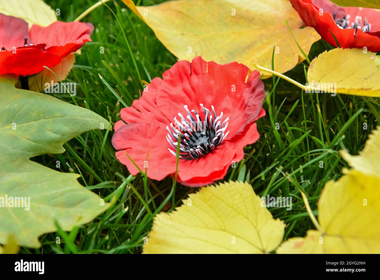Fall leaves and remembrance day hi-res stock photography and images - Alamy