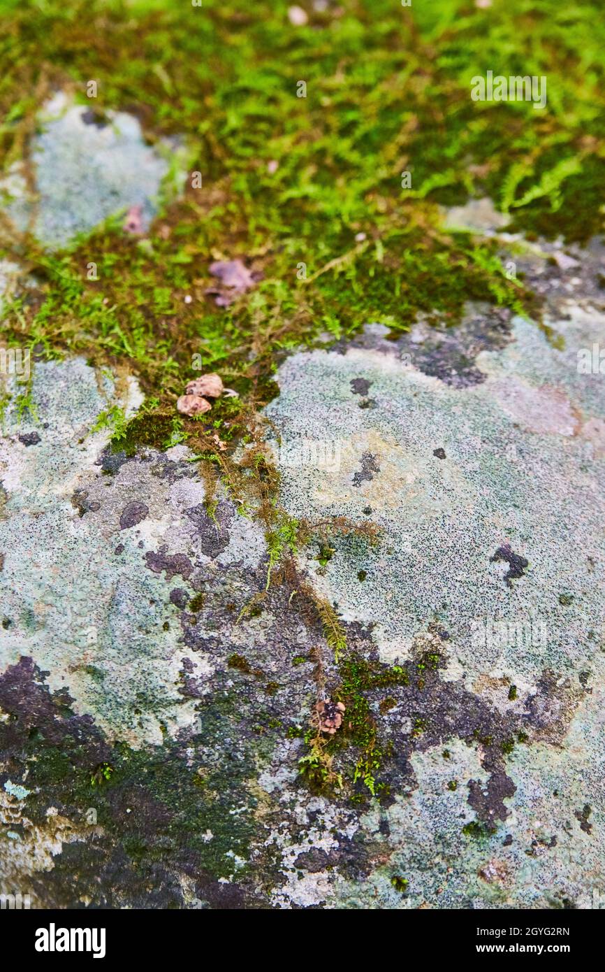 Moss covered ground with small rocks and black lichens Stock Photo - Alamy