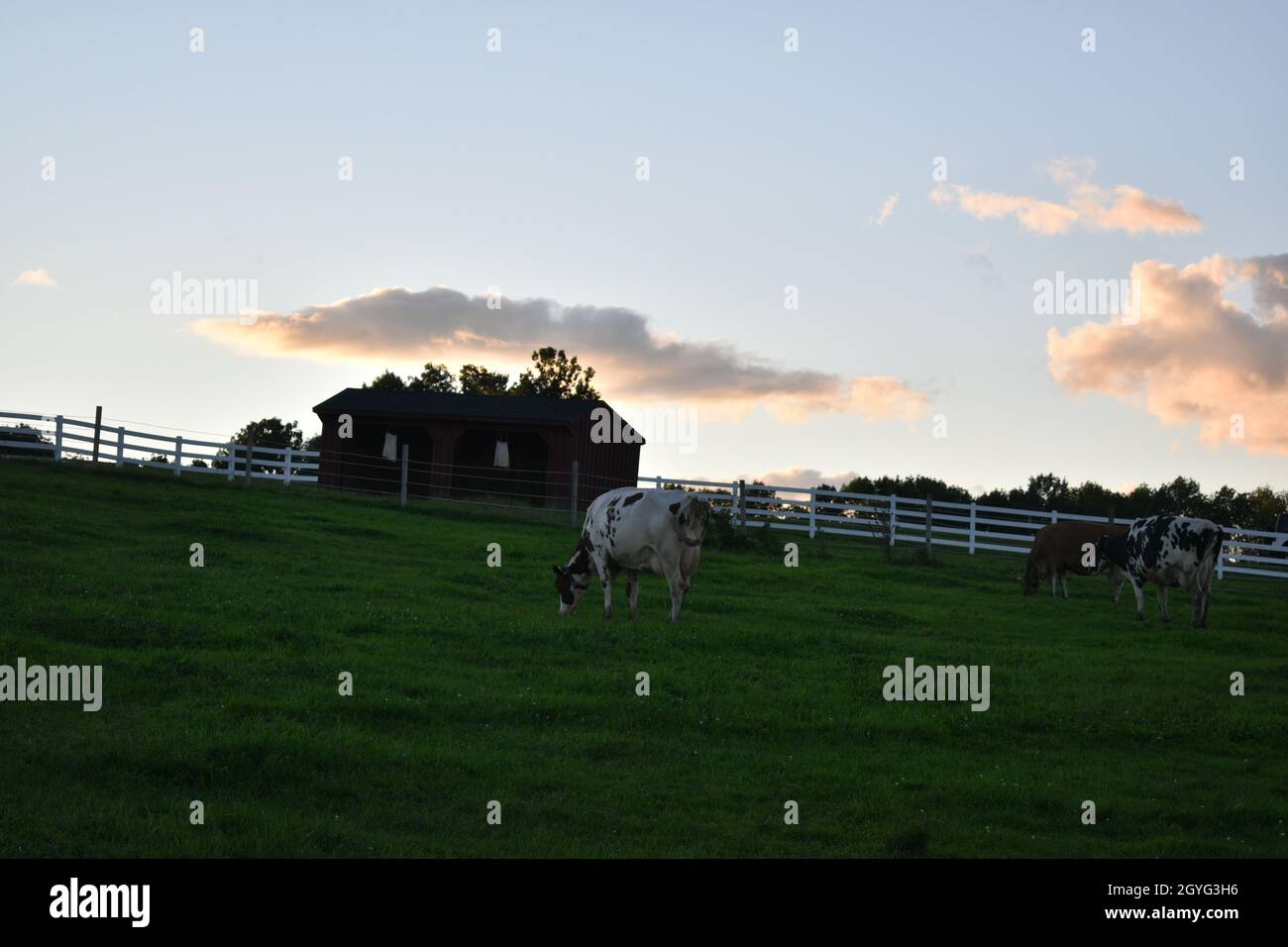 Beautiful sunset seen from Horsebarn Hill at the University of ...
