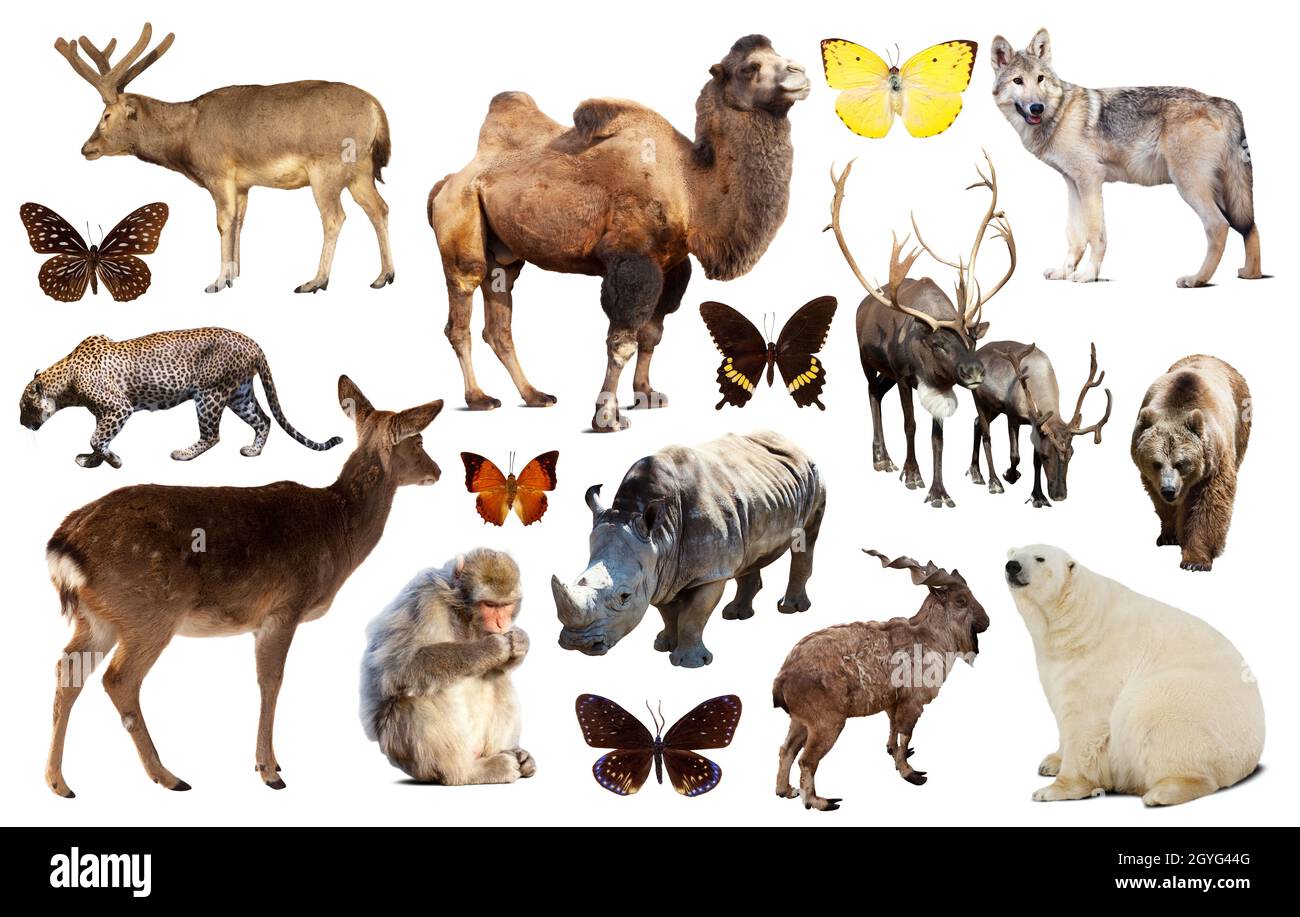 asia animals isolated Stock Photo - Alamy