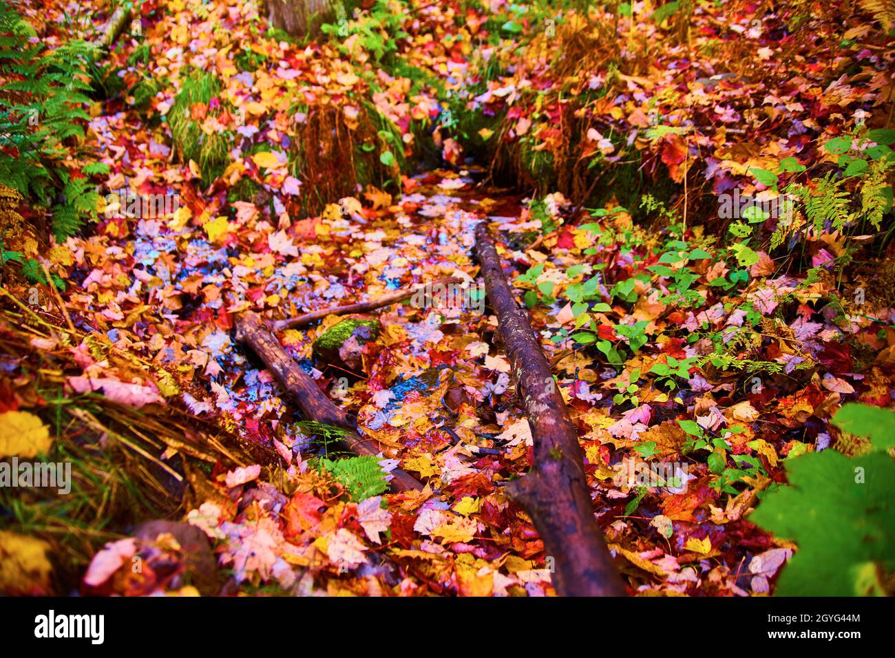 Forest with fall leaves on the ground with green plants and decaying ...